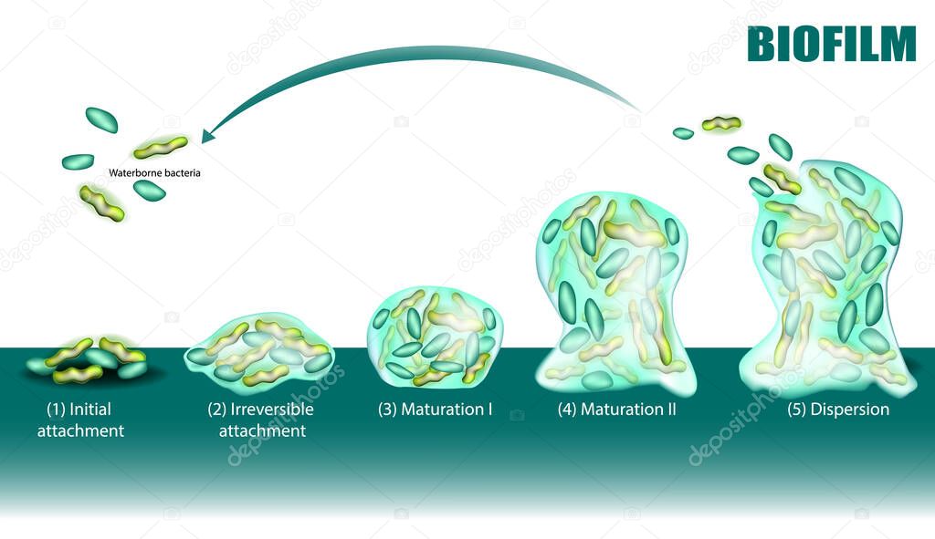 Proceso de formaci n de Biofilm cinco etapas con diagrama de desarrollo y dispersi n. Fijaci n ...