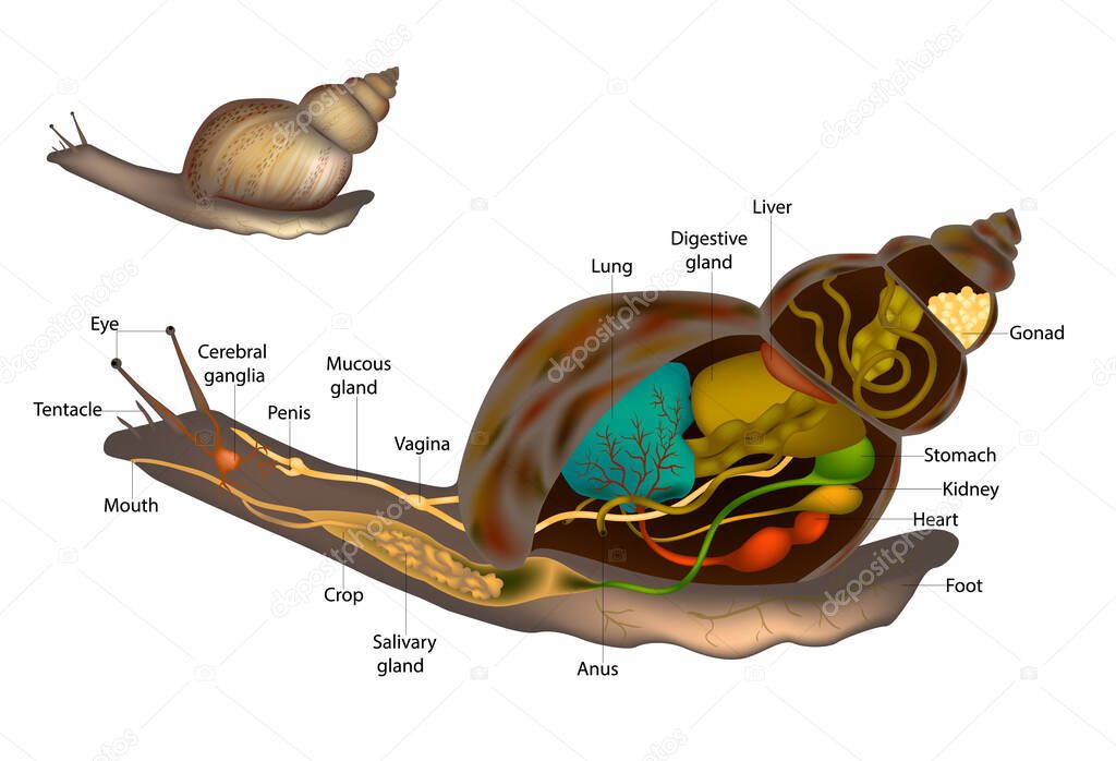 Caracoles y babosas Anatomía Caracol Estructura corporal Diagrama ...