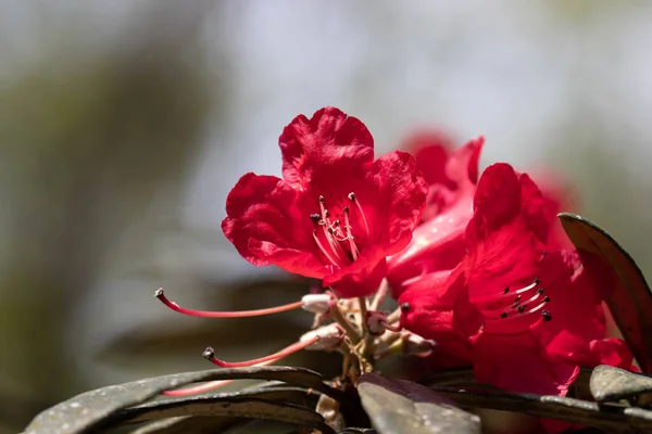 Bonsai de la azalea roja Stock Photos, Royalty Free Bonsai de la azalea ...