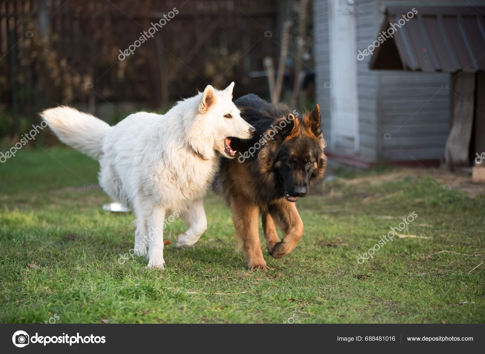 Long Haired German Shepherd Dogs Playing White Swiss Shepherd Dog ...
