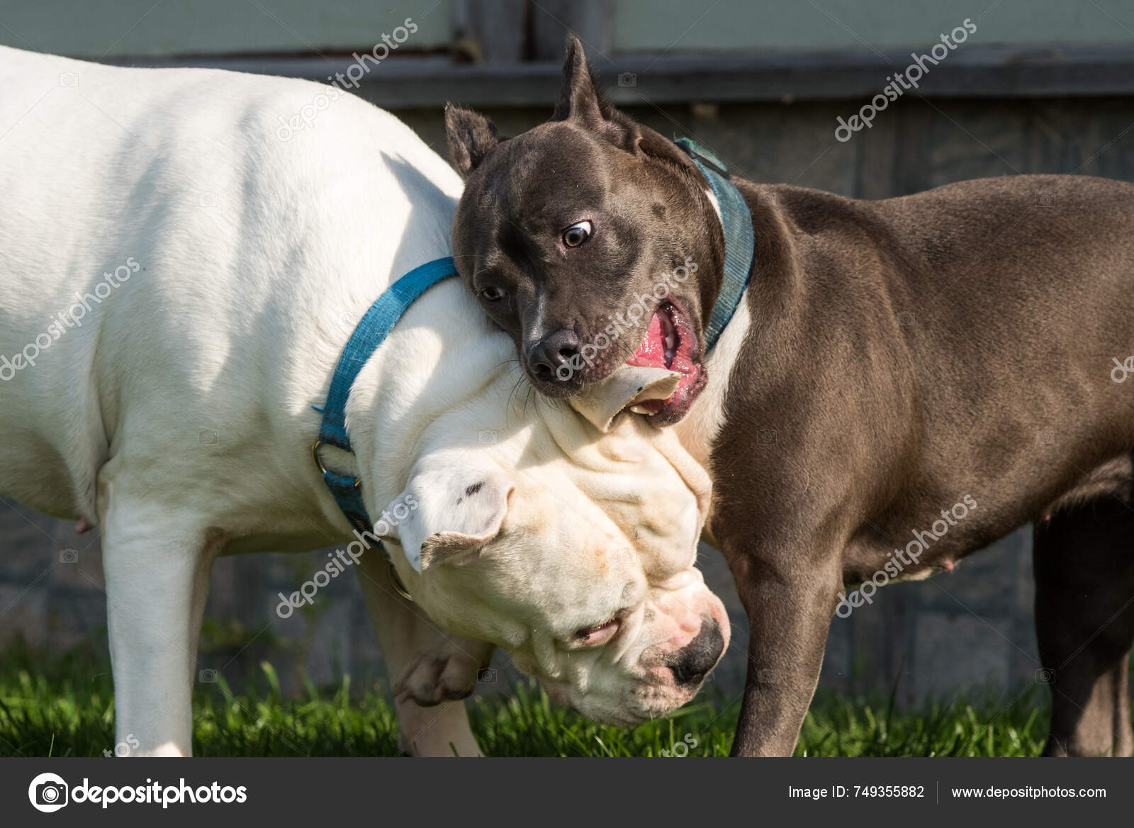 White American Bully Puppy Dog Blue Brindle American Staffordshire ...
