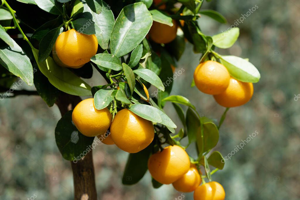 Calamondin Orange nitro fortunella macrocarpa es un híbrido de ...