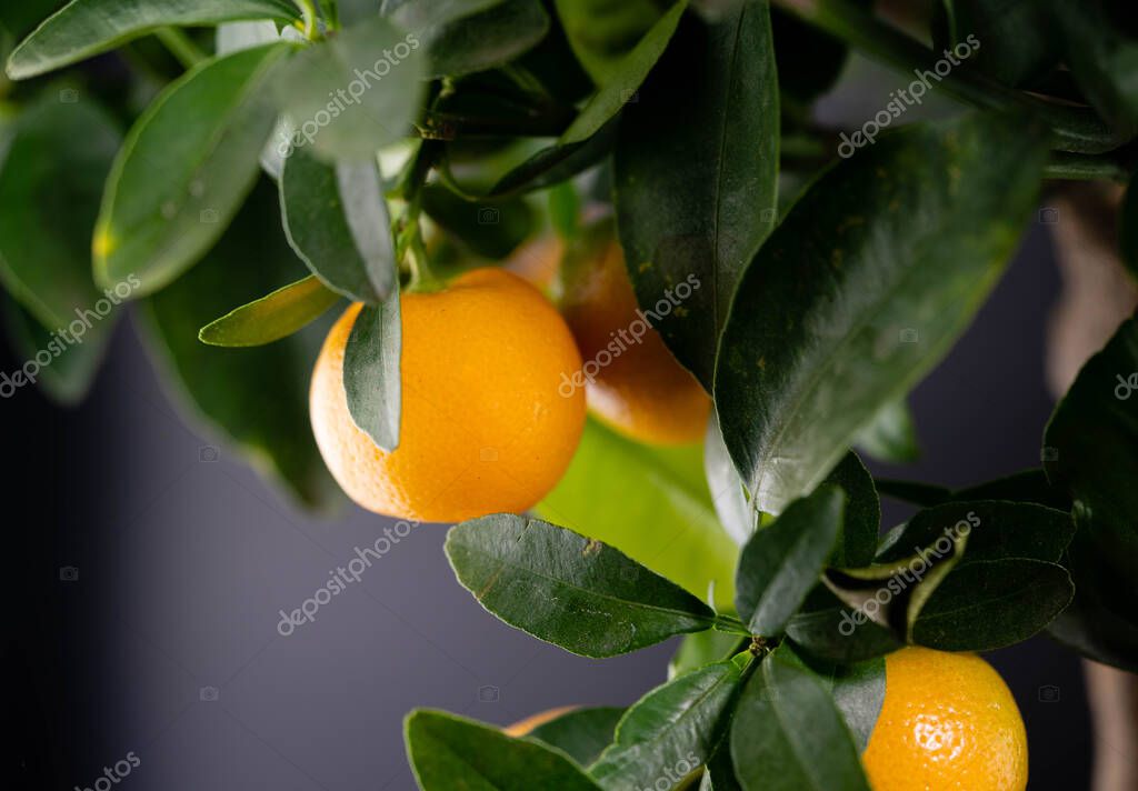 Calamondin Orange nitro fortunella macrocarpa es un híbrido de ...