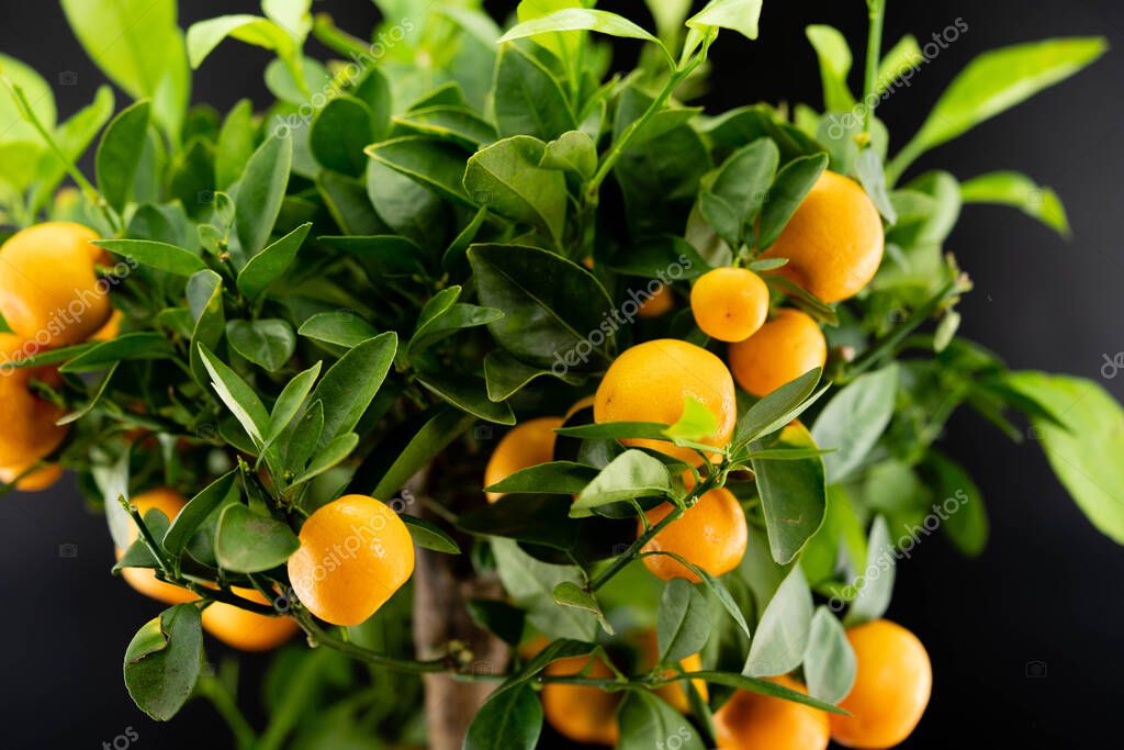 Calamondin Orange nitro fortunella macrocarpa es un híbrido de ...