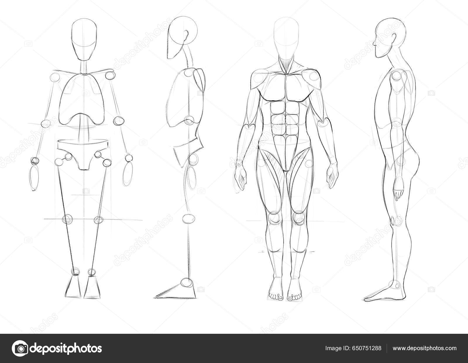 Building Human Figure Straight Profile Foundation Body Muscles Tutorial ...