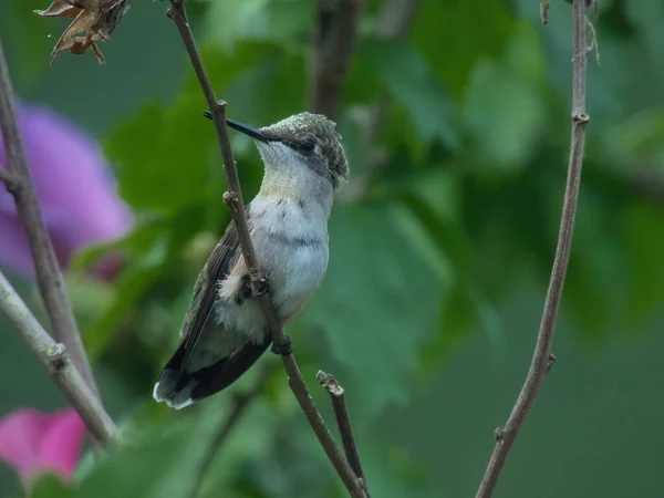 Hummingbird Perched: A ruby throated hummingbird is perched on hibiscus ...