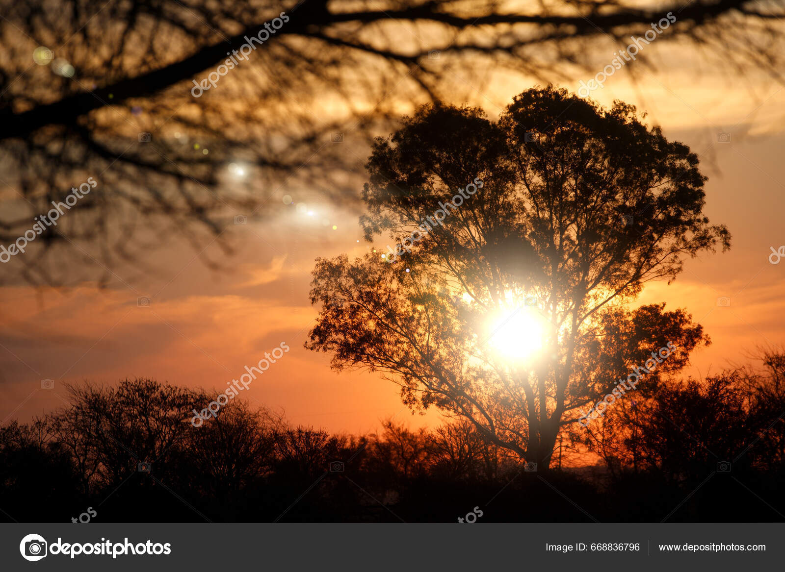 Beautiful Tree Sunset Tree Silhouette — Stock Photo © clasesderetoque ...
