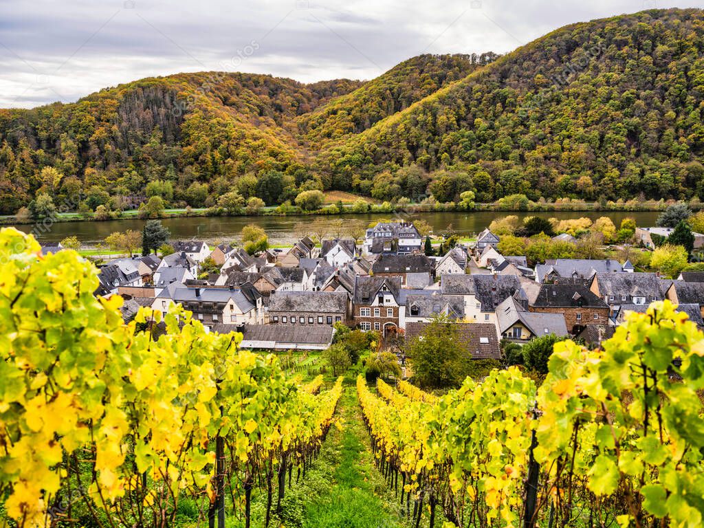 Pueblo Bruttig-Fankel en el río Mosela y viñedos con hojas amarillas y ...