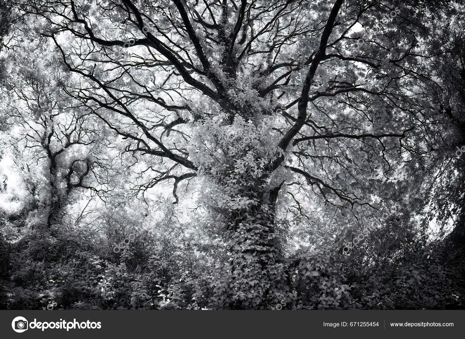 Infrared Tree Black White — Stock Photo © pbnash1964 #671255454