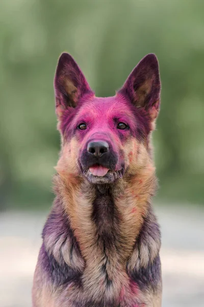 Dog with makeup images libres de droit, photos de Dog with makeup ...