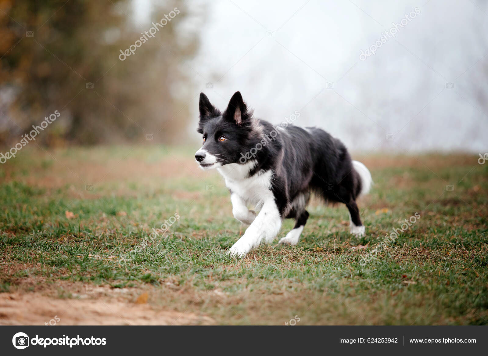 Border Collie Pup Walking How Longfar