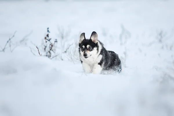 Cute Corgi dog running fast in the snow. Dog in winter. Dog action ...