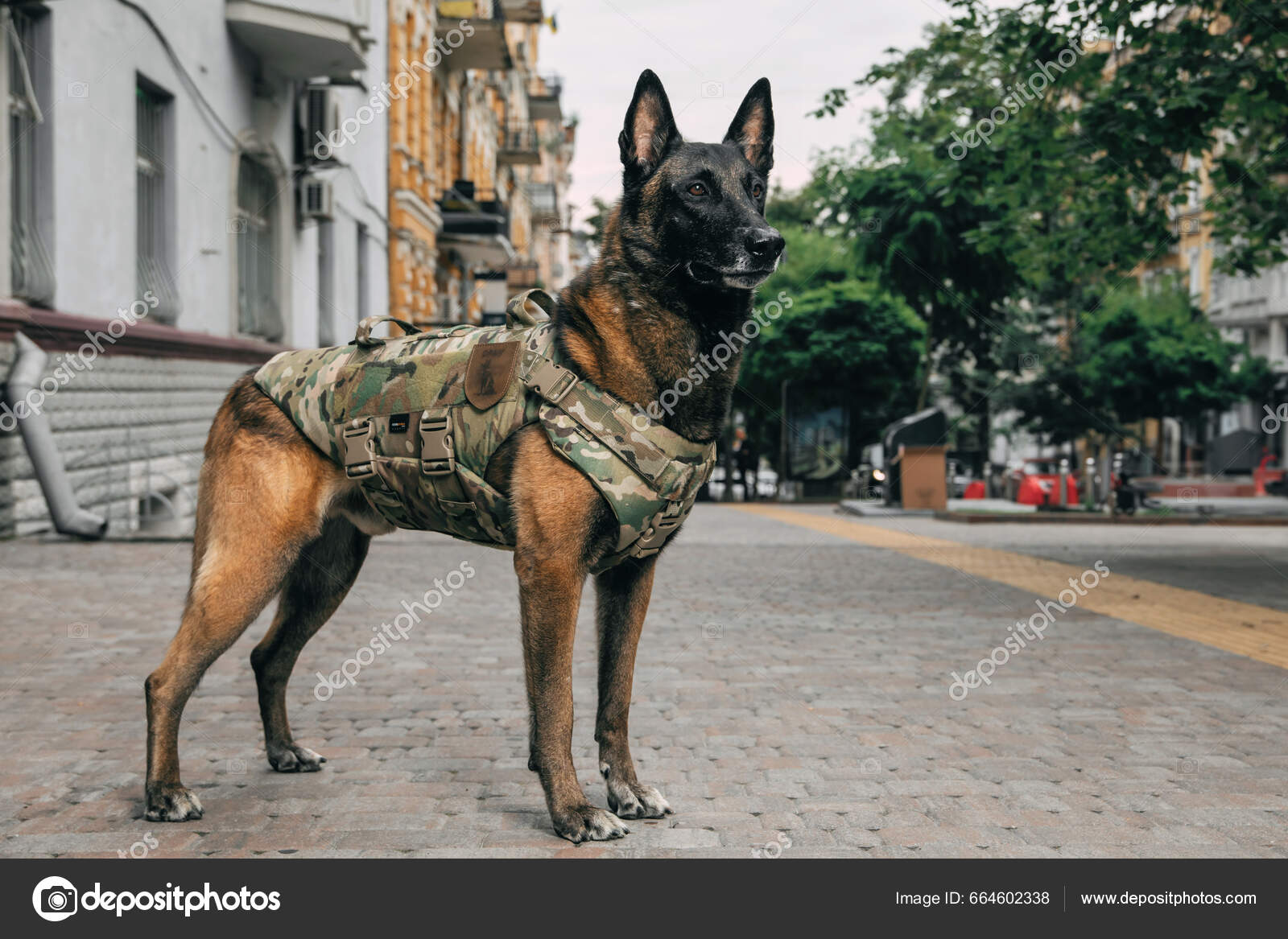 German Shepherd Military Dogs Vest