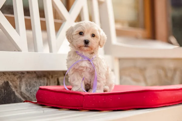 Adorable Maltese Poodle Mix Puppy Maltipoo Dog Park Autumn Fall — Stock ...