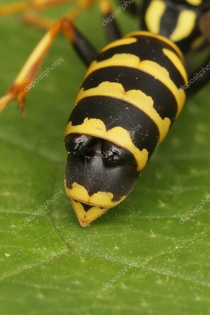 Detailed vertical dorsal closeup on a European paper wasp, Polistes ...