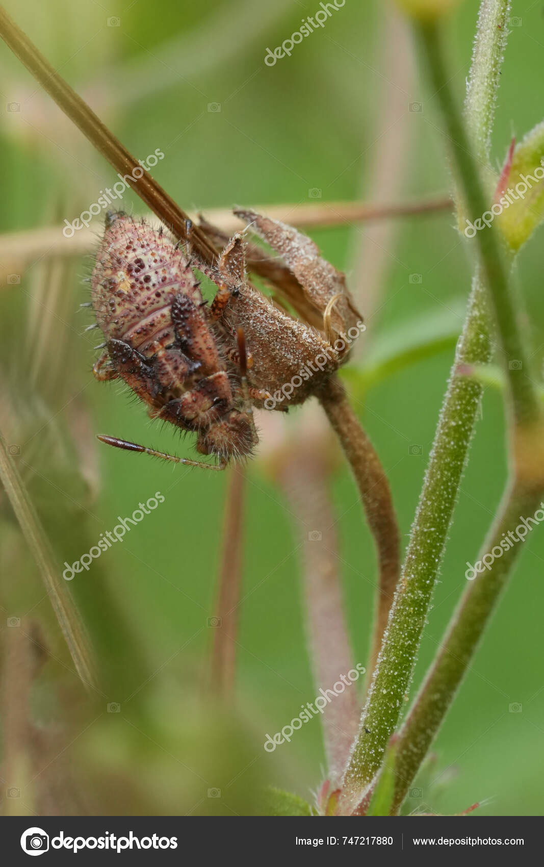 Natural Closeup Nymph European Red Scentless Bug Rhopalus Subrufus ...