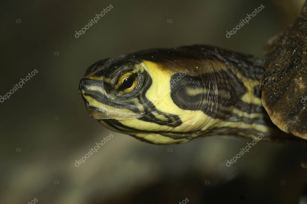 Primeros planos detallados de una tortuga deslizante mesoamericana ...