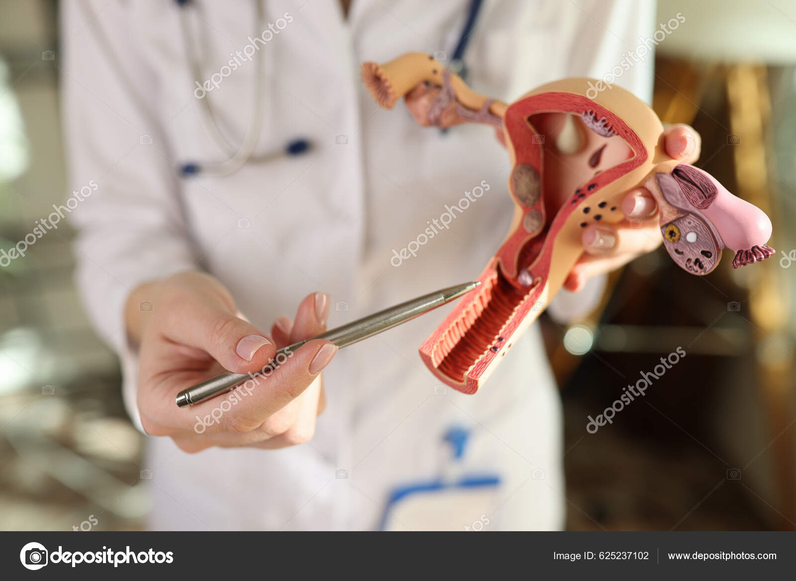 Doktor Gynekolog Vysvětluje Jak Ženské Pohlavní Orgány Jsou Uspořádány ...