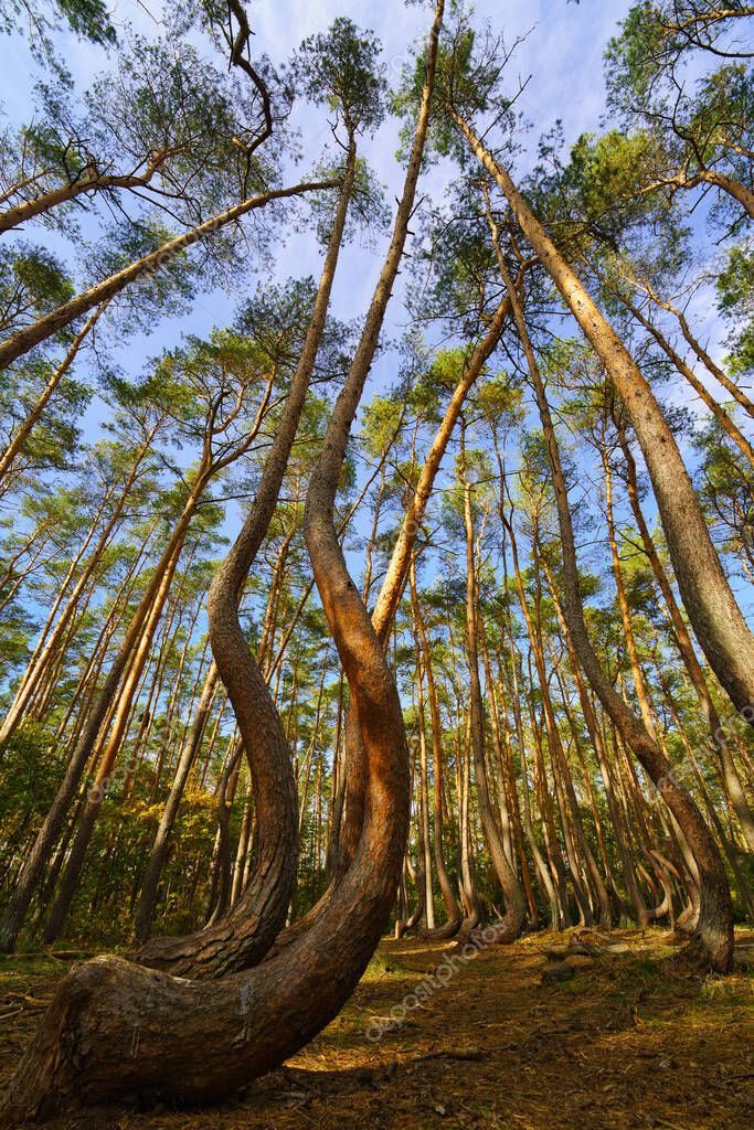 The Look up into the tree etops, magic corkscrew pine trees. Fondo de ...