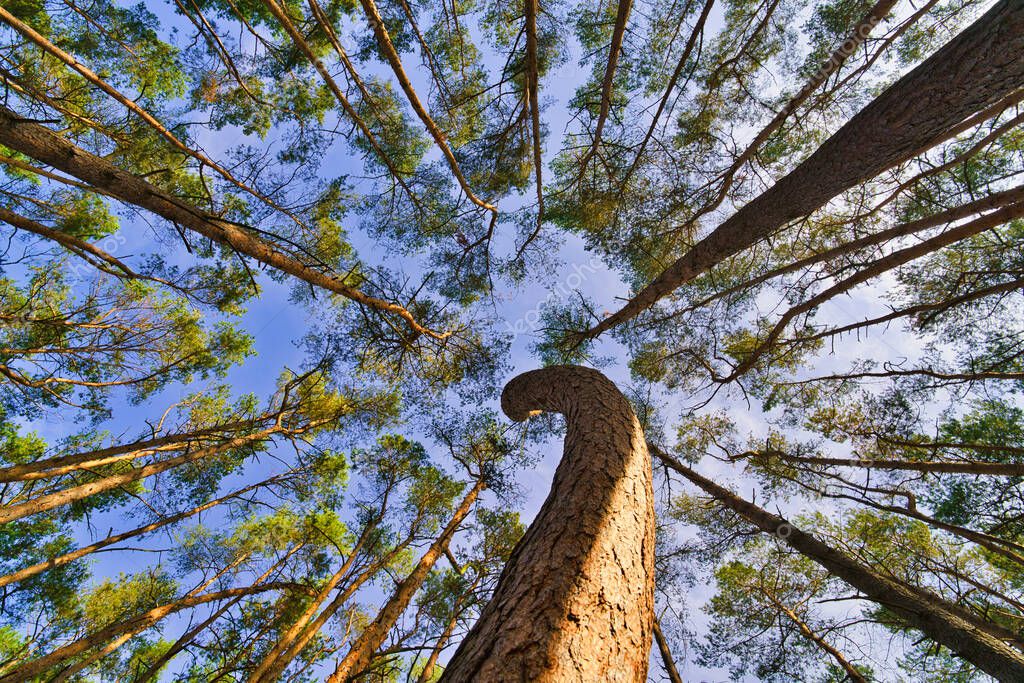 The Look up into the tree etops, magic corkscrew pine trees. Fondo de ...