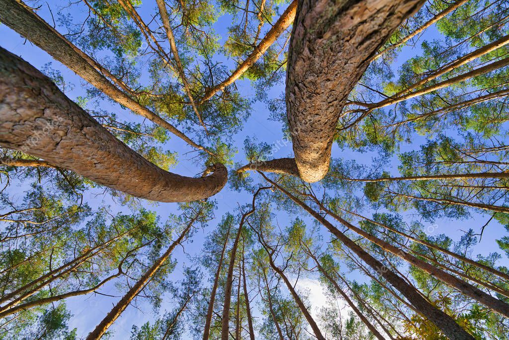 The Look up into the tree etops, magic corkscrew pine trees. Fondo de ...