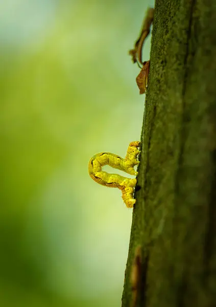 An Inch worm making its way across a tree branch. This macro clip can ...
