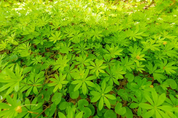 A variety of terrestrial plants, including shrubs, groundcovers, and ...