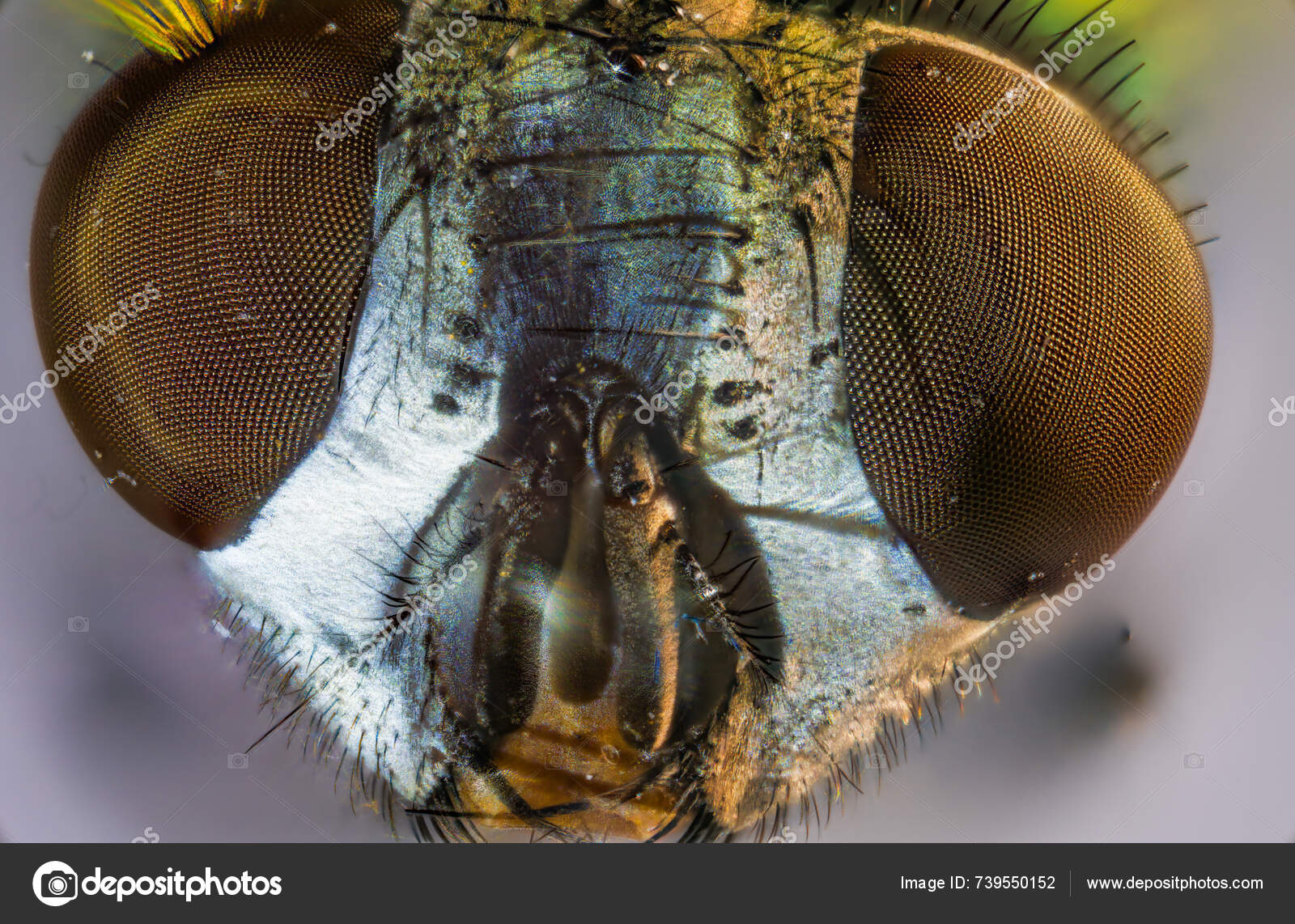 Intricate Details Flys Head Showcase Vivid Colors Textures Captured ...