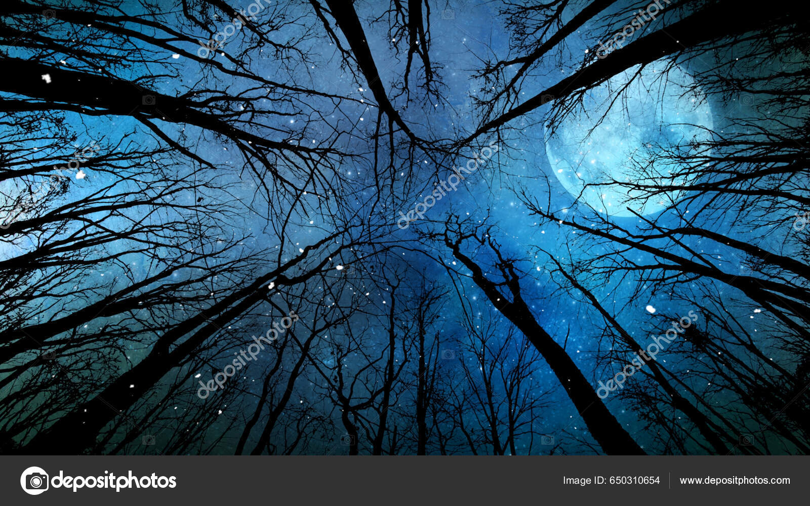 Moonlight Through Trees