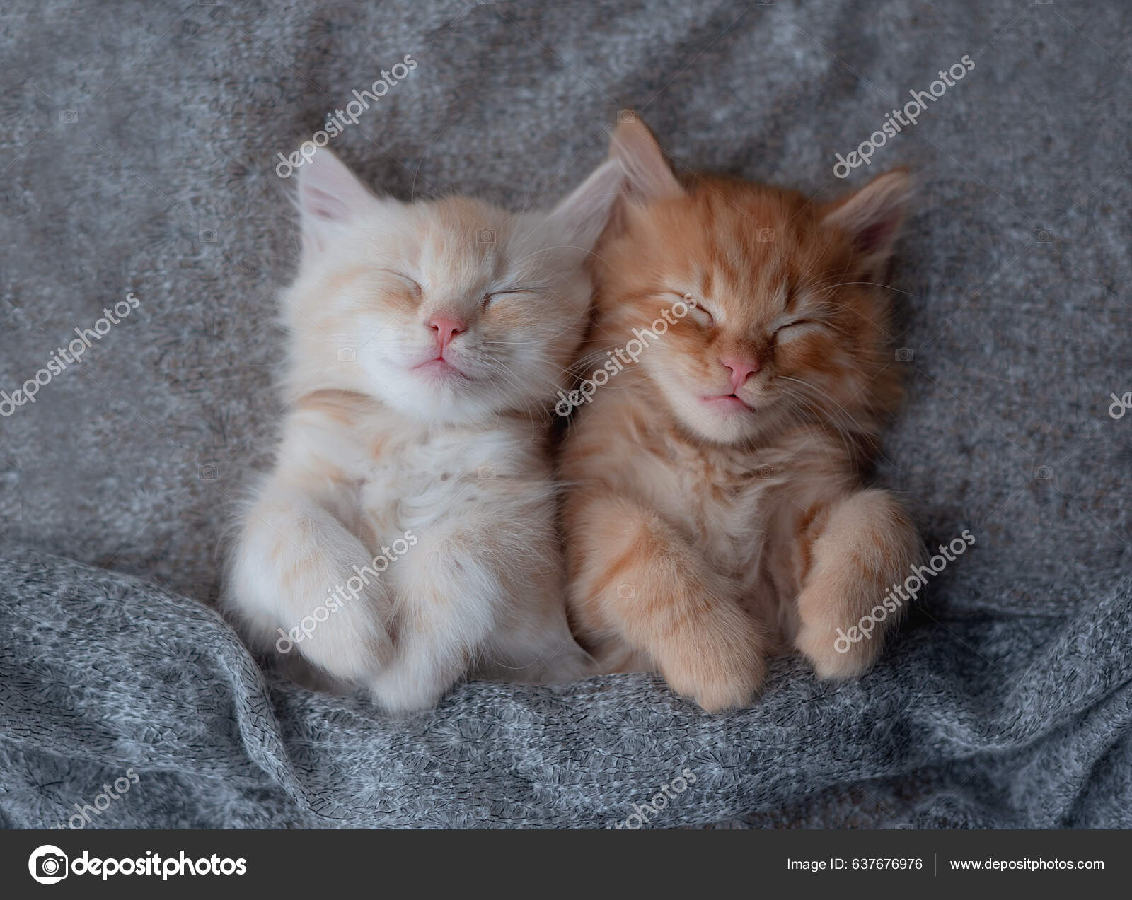 Baby Kittens On A Couch