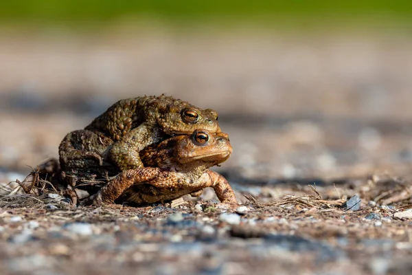 Female toad carrying a male toad during toad migration at a sunny day ...
