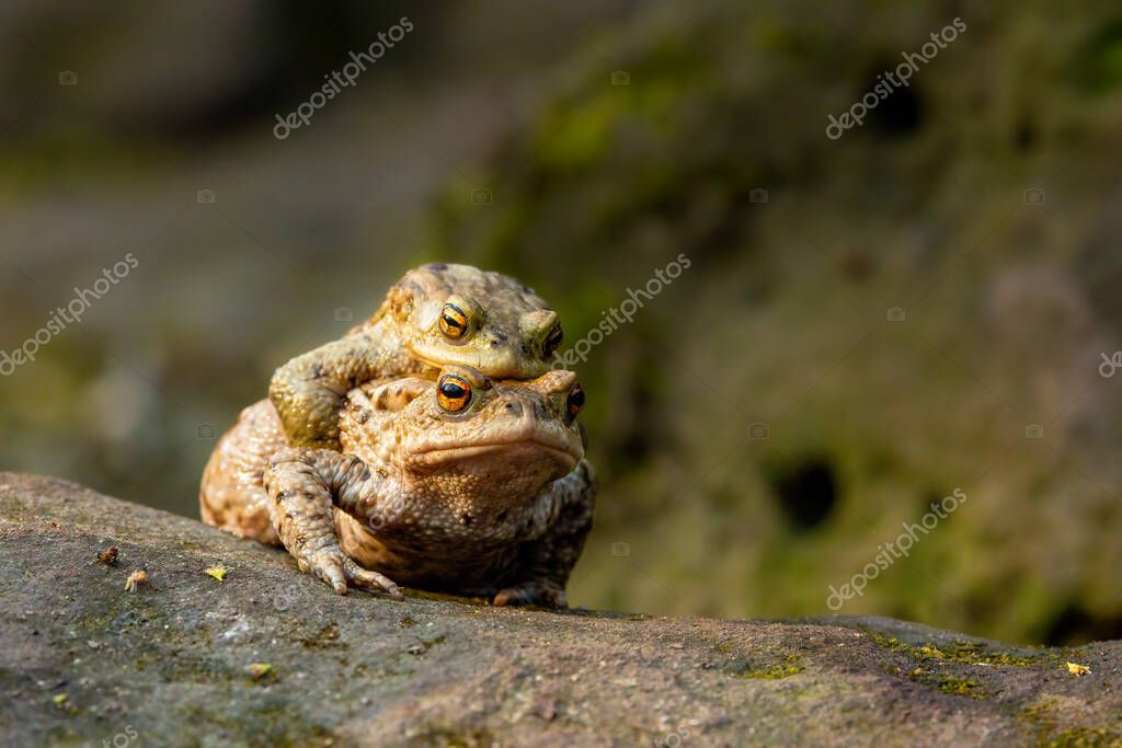 Female toad carrying a male toad during toad migration at a sunny day ...