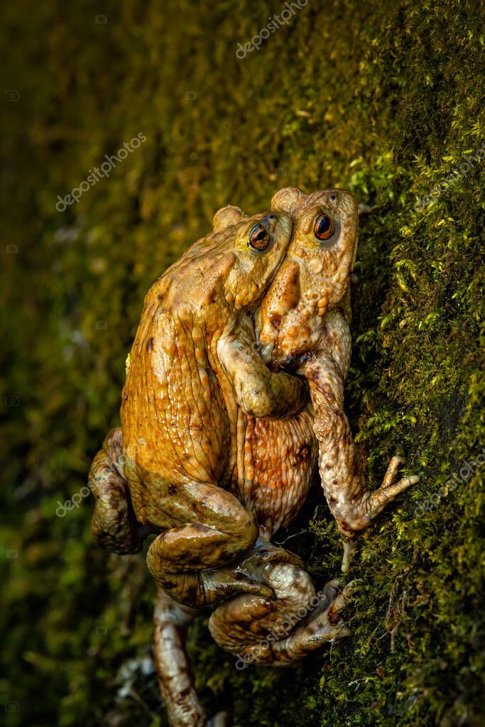 Female toad carrying a male toad during toad migration at a sunny day ...