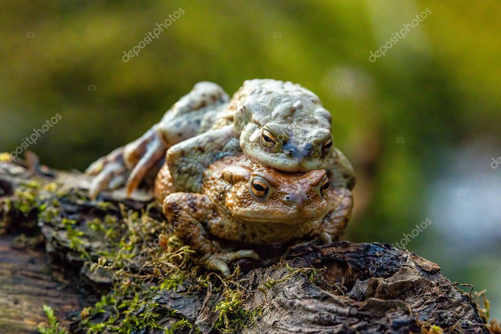 Female toad carrying a male toad during toad migration at a sunny day ...