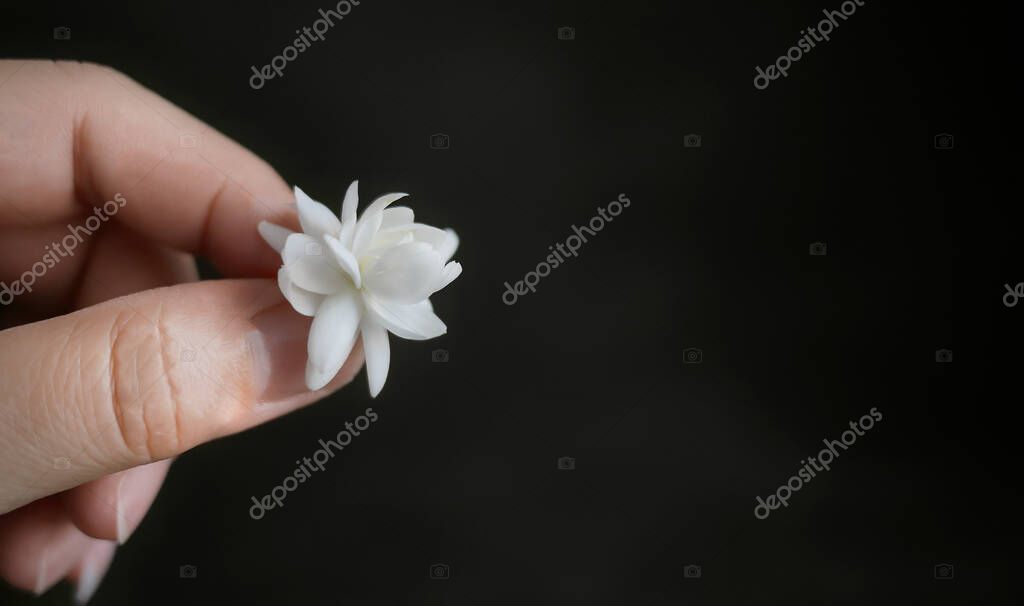 Una mano femenina sosteniendo una sola flor de jazmín blanco sobre ...