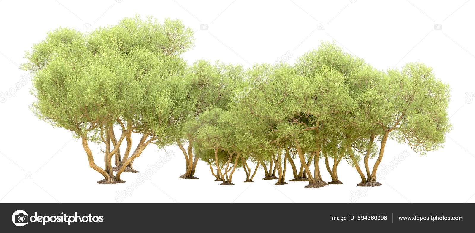 Green Bushy Trees Isolated White Background Stock Photo by ...