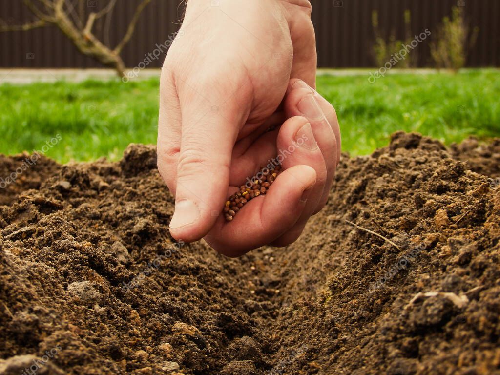 Mans mano plantación de semillas de rábano en el lecho vegetal. El ...