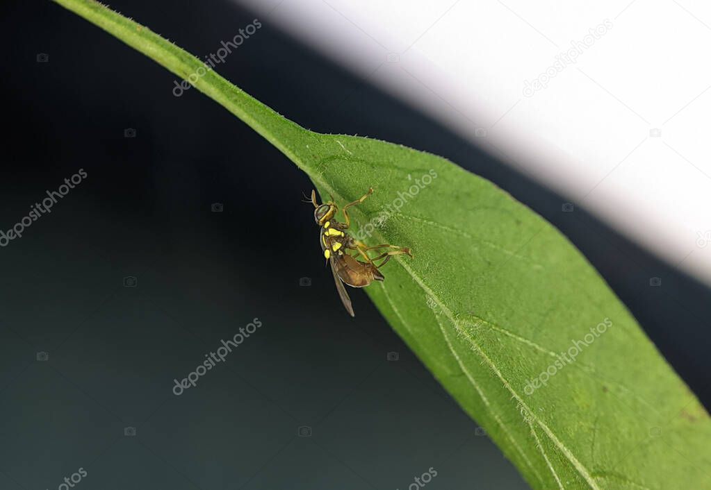 Bactrocera dorsalis, anteriormente conocida como Dacus dorsalis y ...