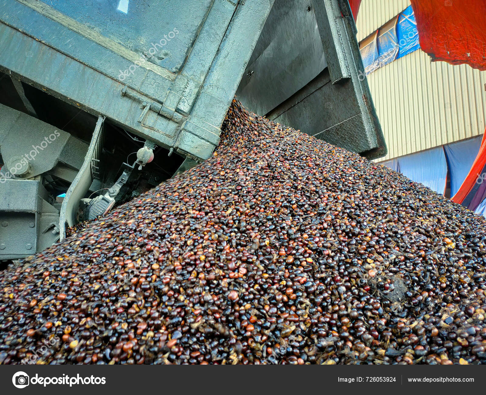 Closeup Kernal Palm Seeds Sent Truck Processed Kernal Crude Oil — Stock ...