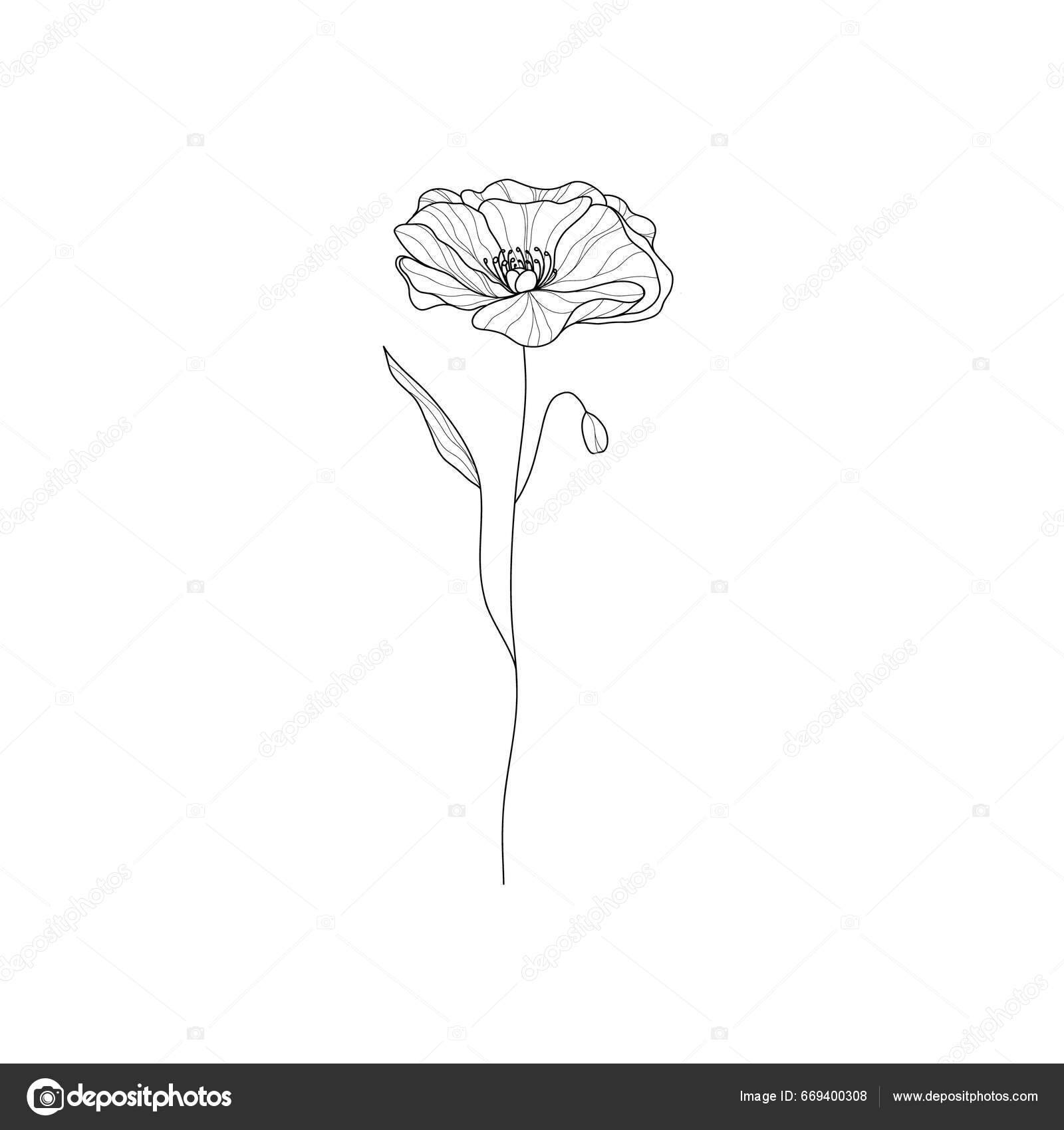 Poppy Flower Line Drawing | Best Flower Site