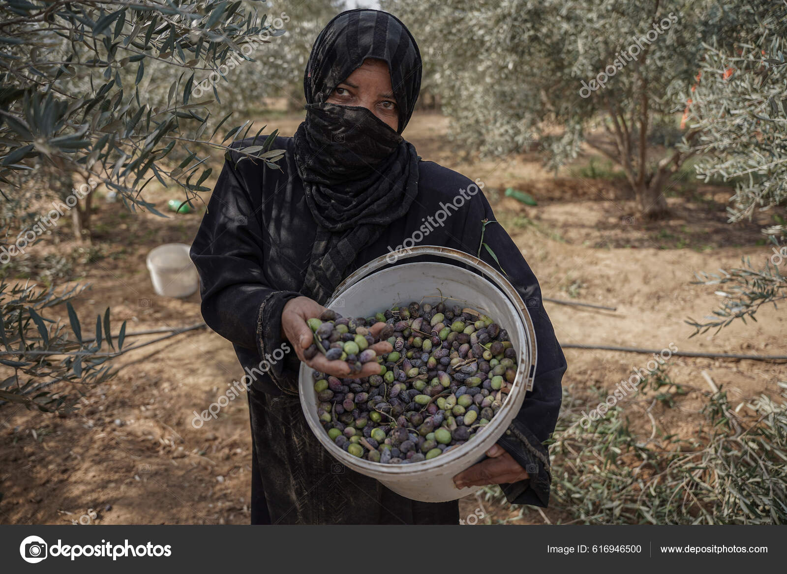 Olive Picking Season Palestine October 2022 Gaza Strip Palestine ...