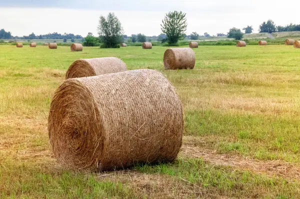 First hay comic images libres de droit, photos de First hay comic ...