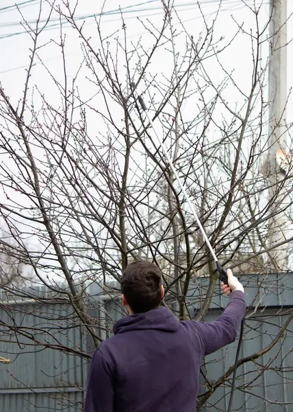 Spraying trees from pests with chemical or ecological means. Spraying ...