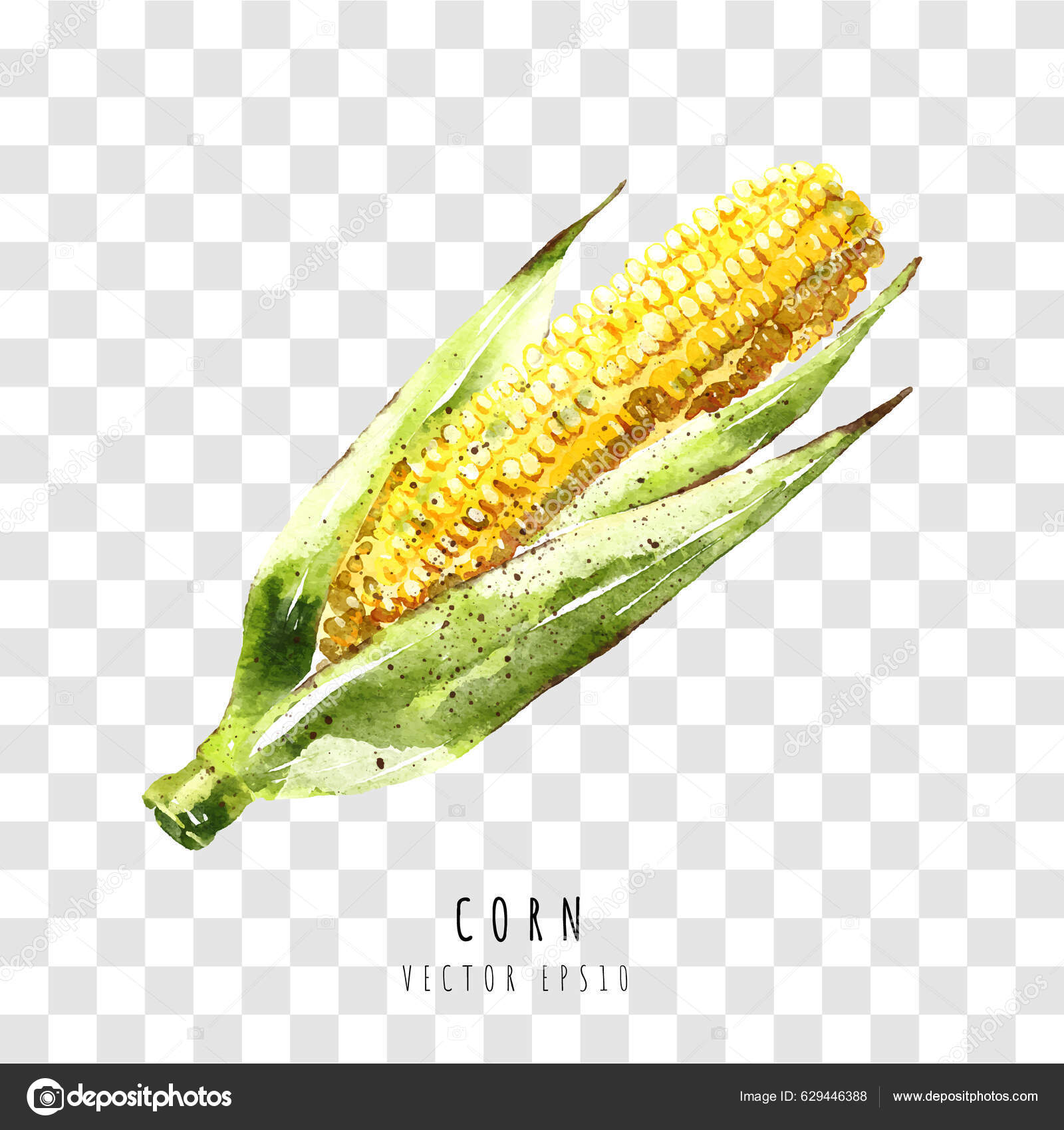 Corn Hand Drawn Watercolor Painting Isolated White Background Vector ...