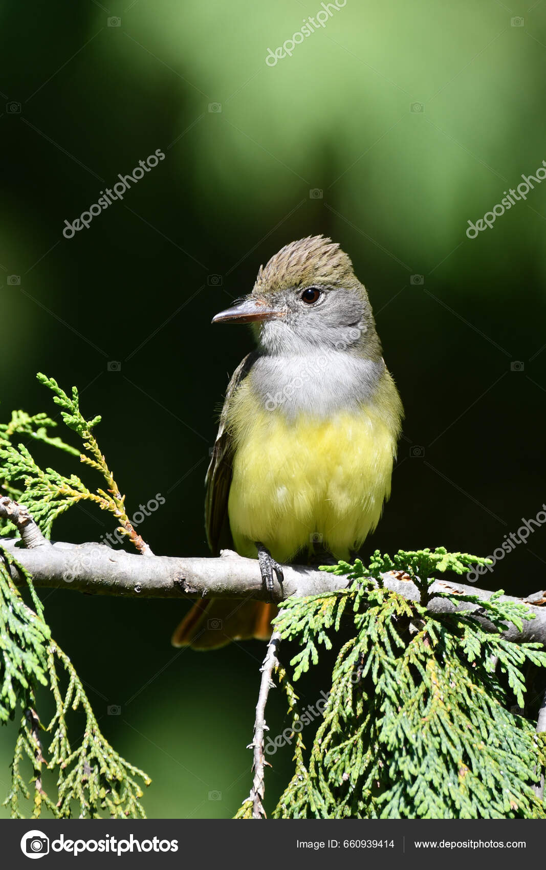 Baby Great Crested Flycatcher