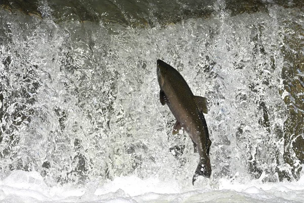 Salmon jumping Stock Photos, Royalty Free Salmon jumping Images ...