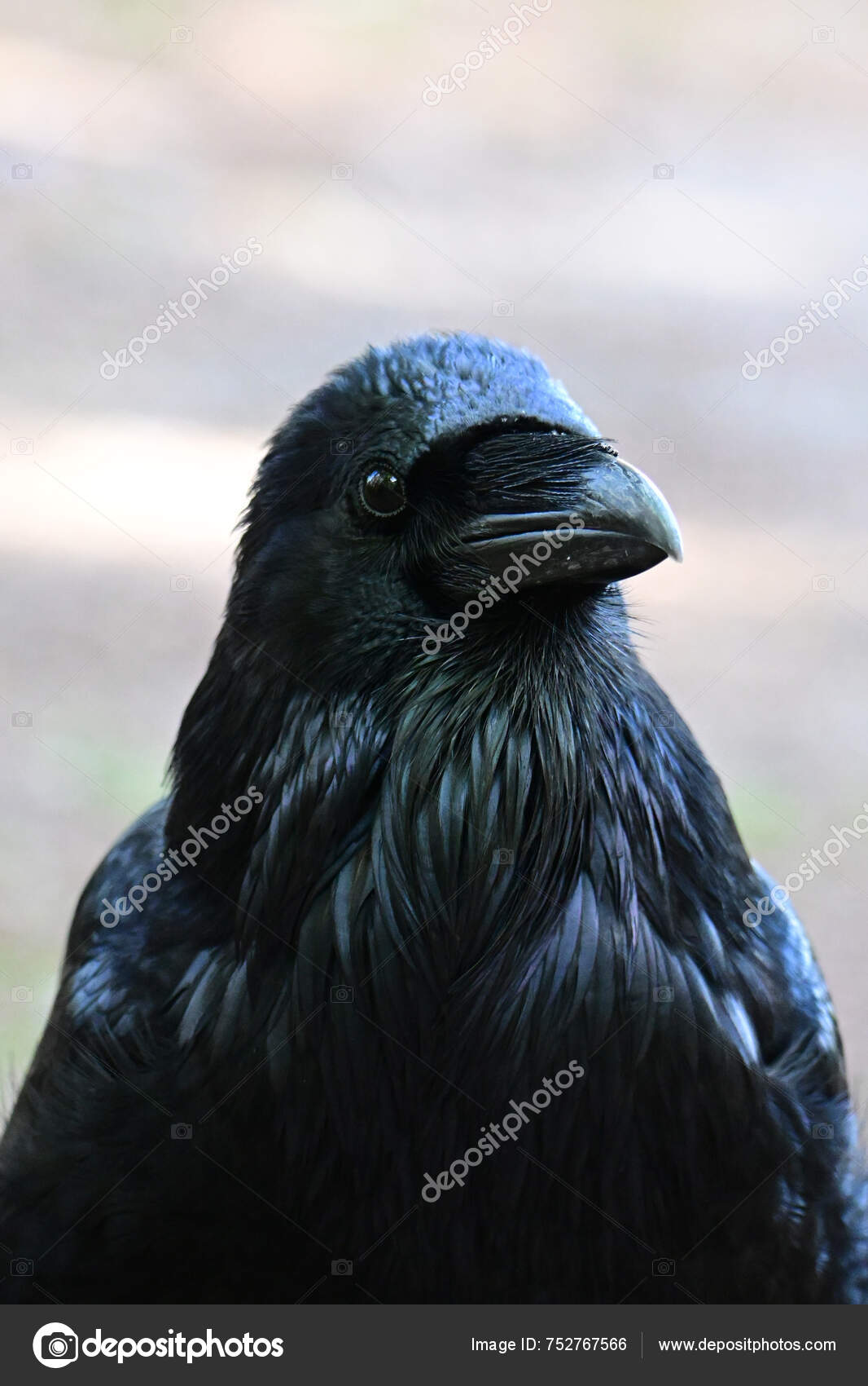 Close Portrait Raven — Stock Photo © CH-0001 #752767566