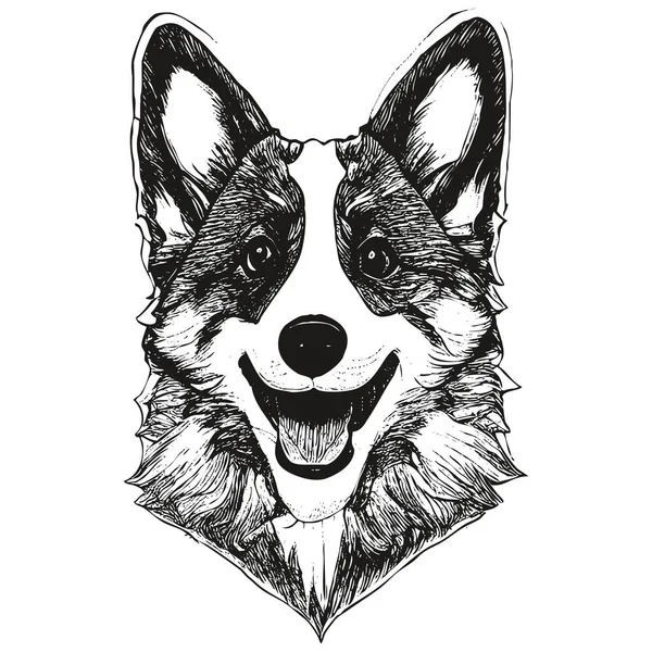 Pommerske Spitz Hund Håndtegnet Linje Kunst Vektor Tegning Sort Hvid ...