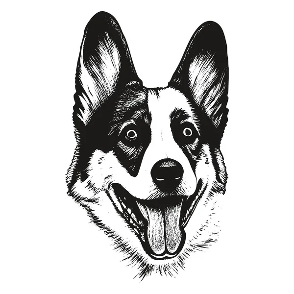 Pommerske Spitz Hund Håndtegnet Linje Kunst Vektor Tegning Sort Hvid ...