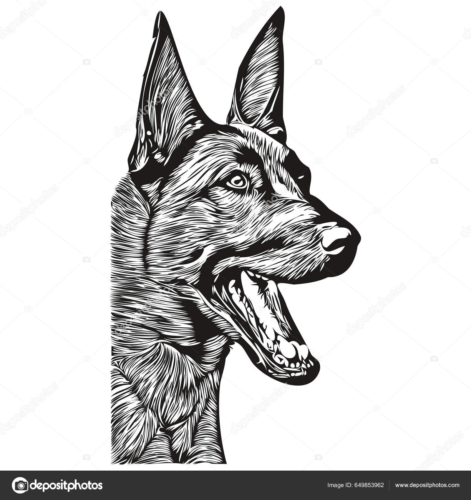 Belgiske Malinois Hund Håndtegnet Linje Kunst Vektor Tegning Sort Hvid ...